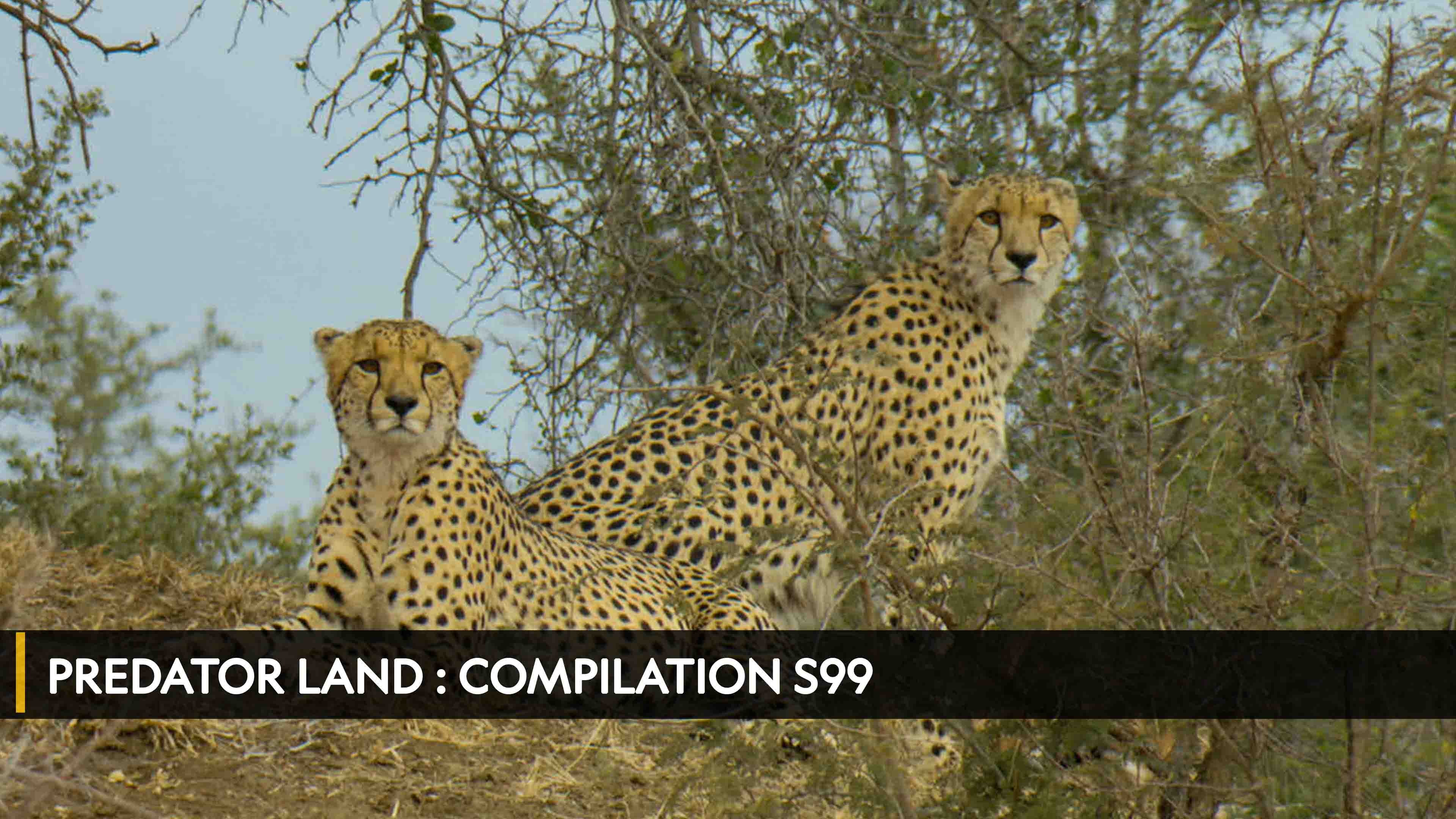 Watch Predator Land : Compilation | OSNtv Saudi Arabia