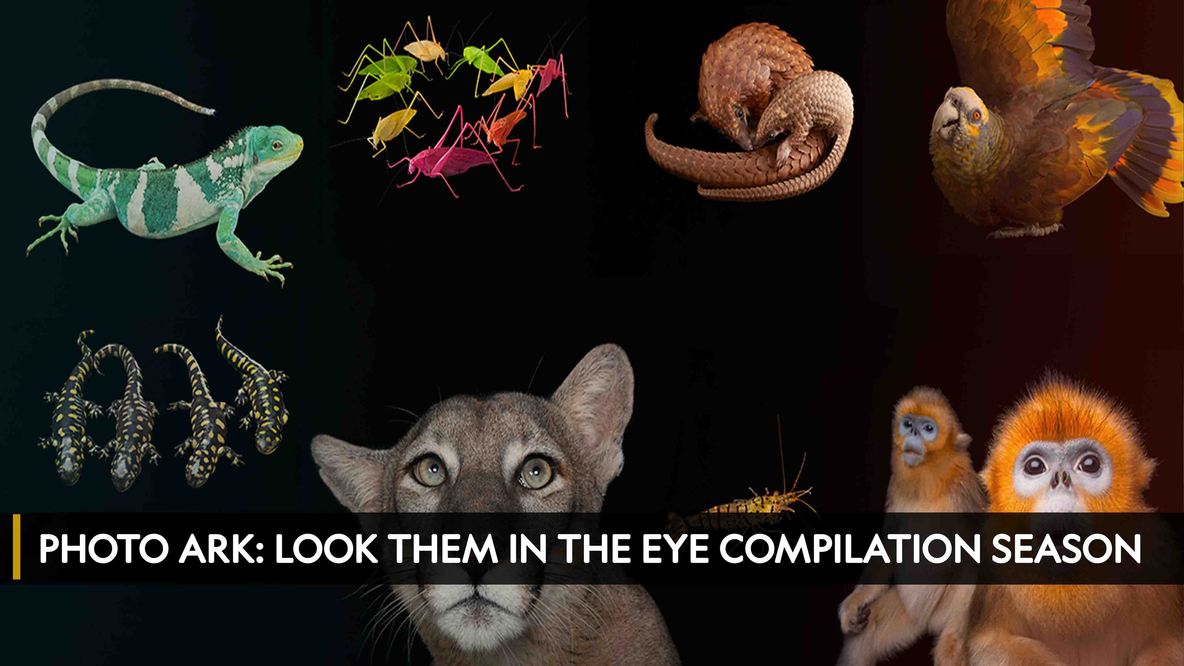 Watch Photo Ark: Look Them in the Eye Compilation Season on TV | OSN ...