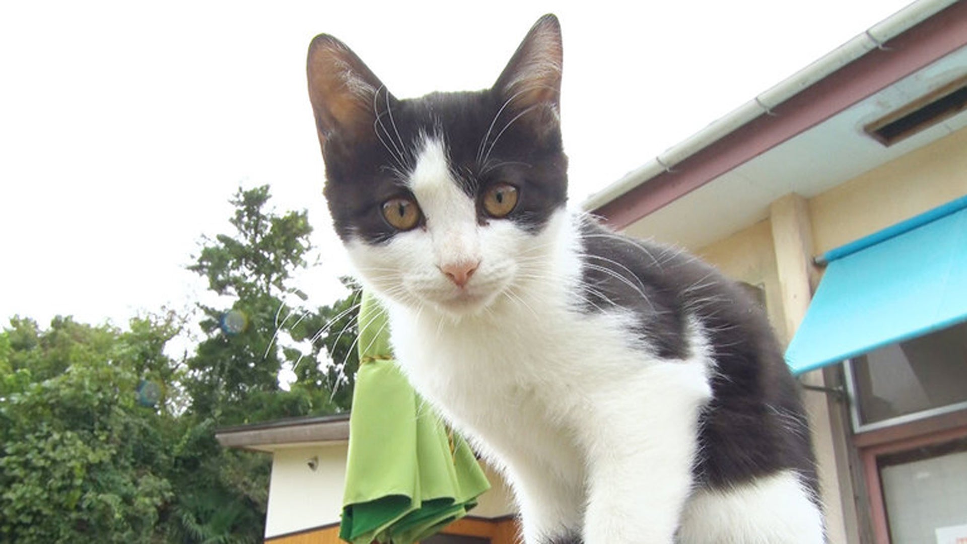 Watch A Cat's-Eye View of Japan | OSNtv Chad