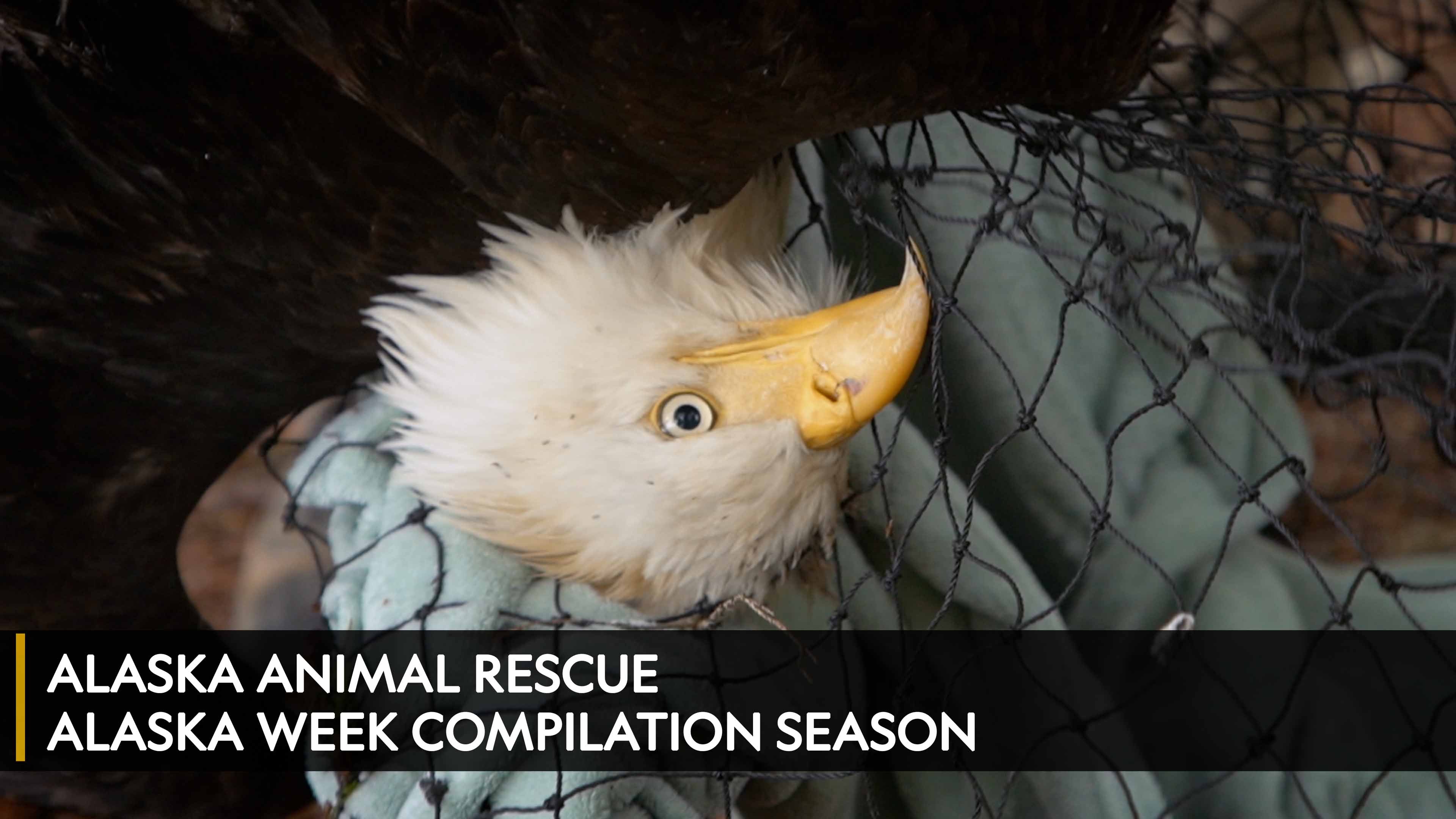 Watch Alaska Animal Rescue: Alaska Week Compilation on TV | OSN Home UAE