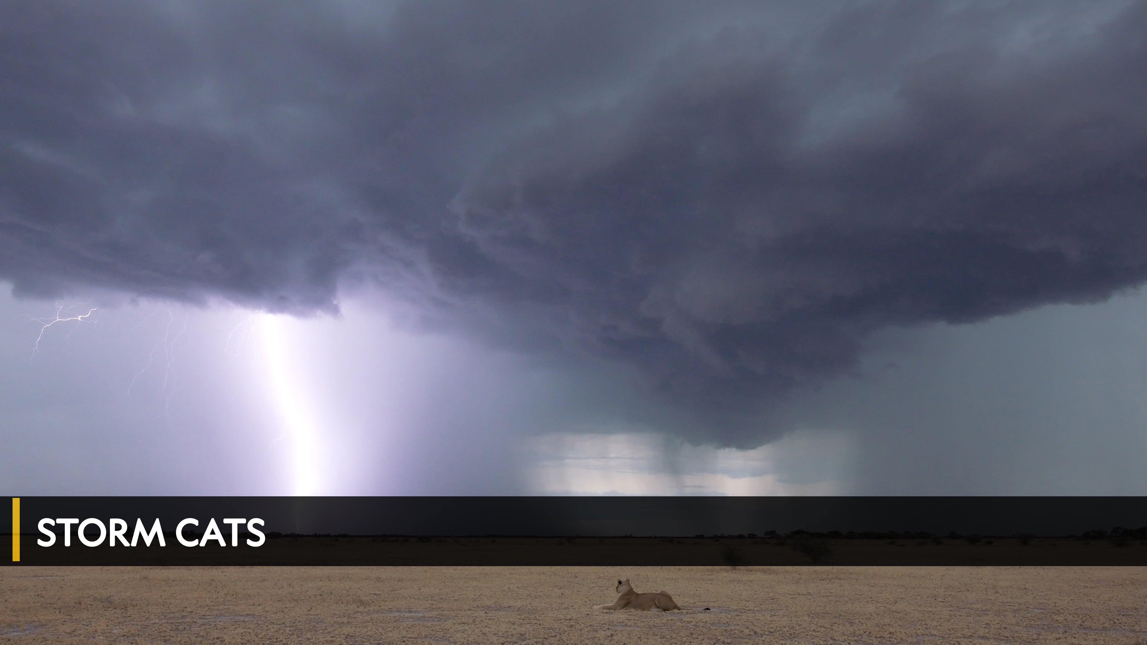 Watch Storm Cats | OSNtv Saudi Arabia