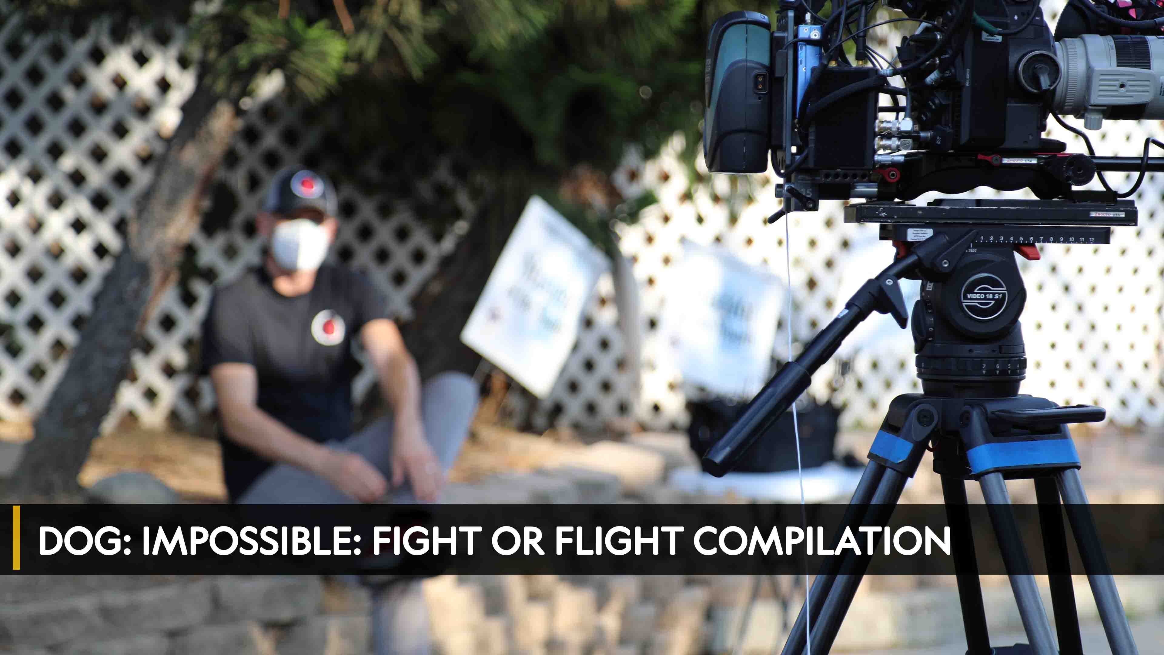 Watch Dog: Impossible: Fight or Flight Compilation on TV | OSN Home ...