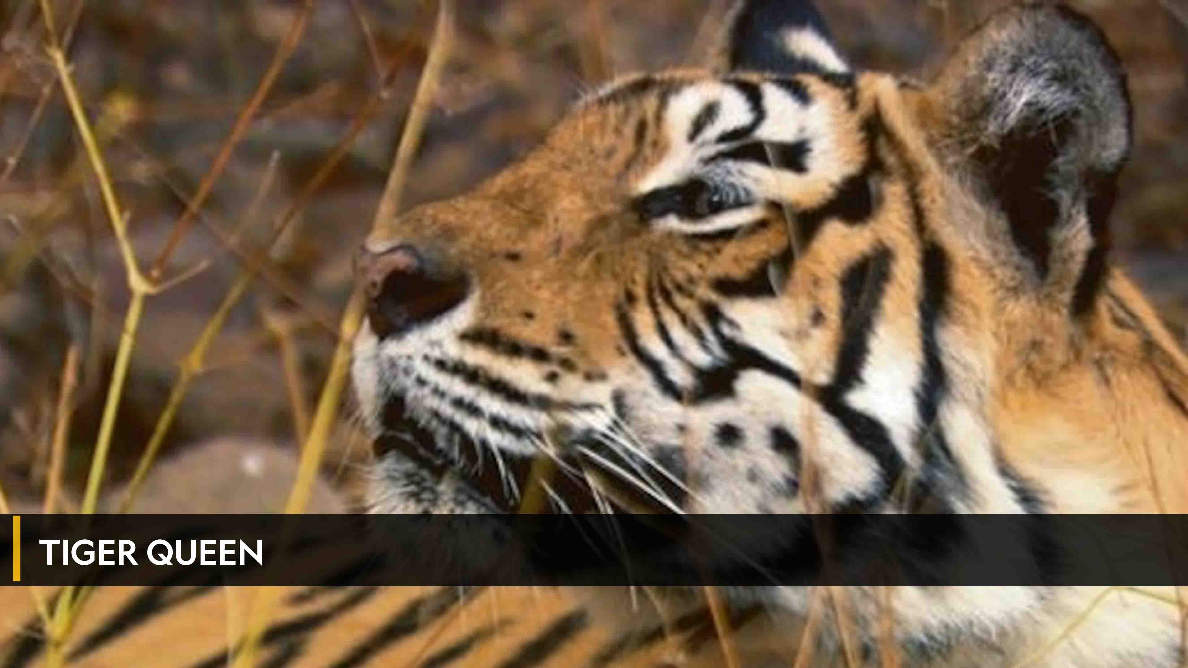 مشاهدة Tiger Queen | OSNtv الجزائر