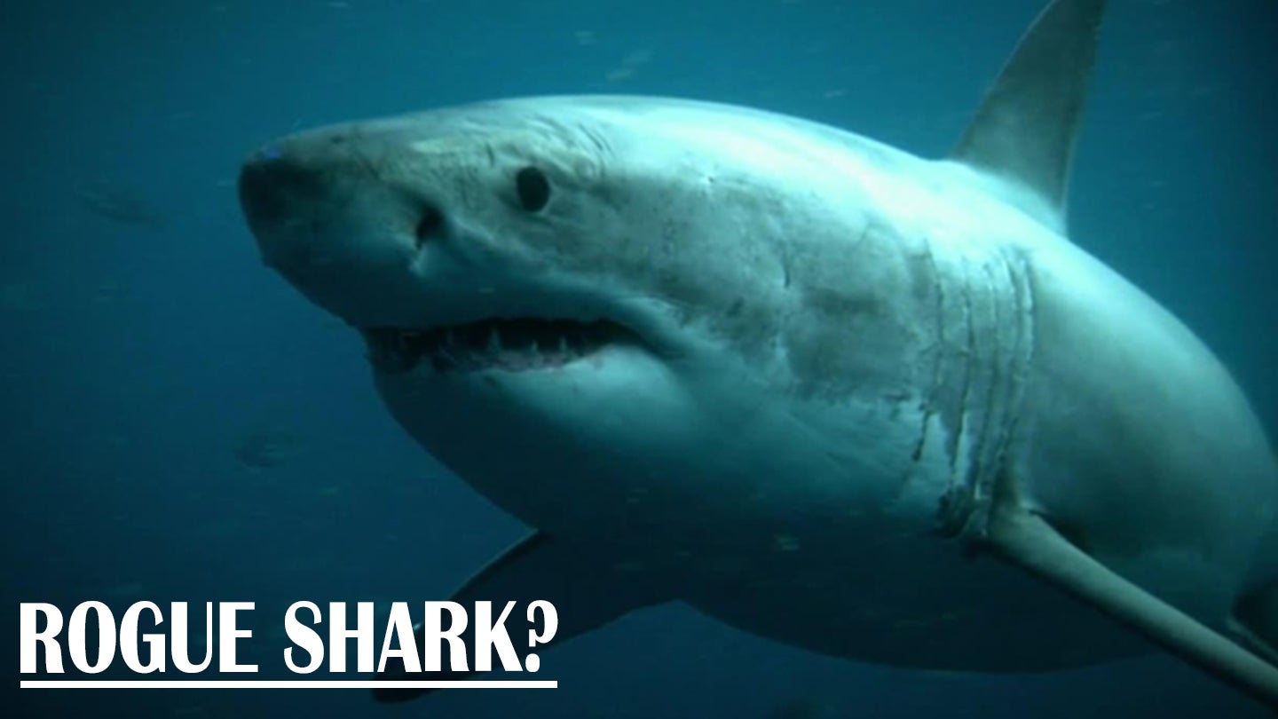 Watch Rogue Shark? on TV | OSN Home Kuwait