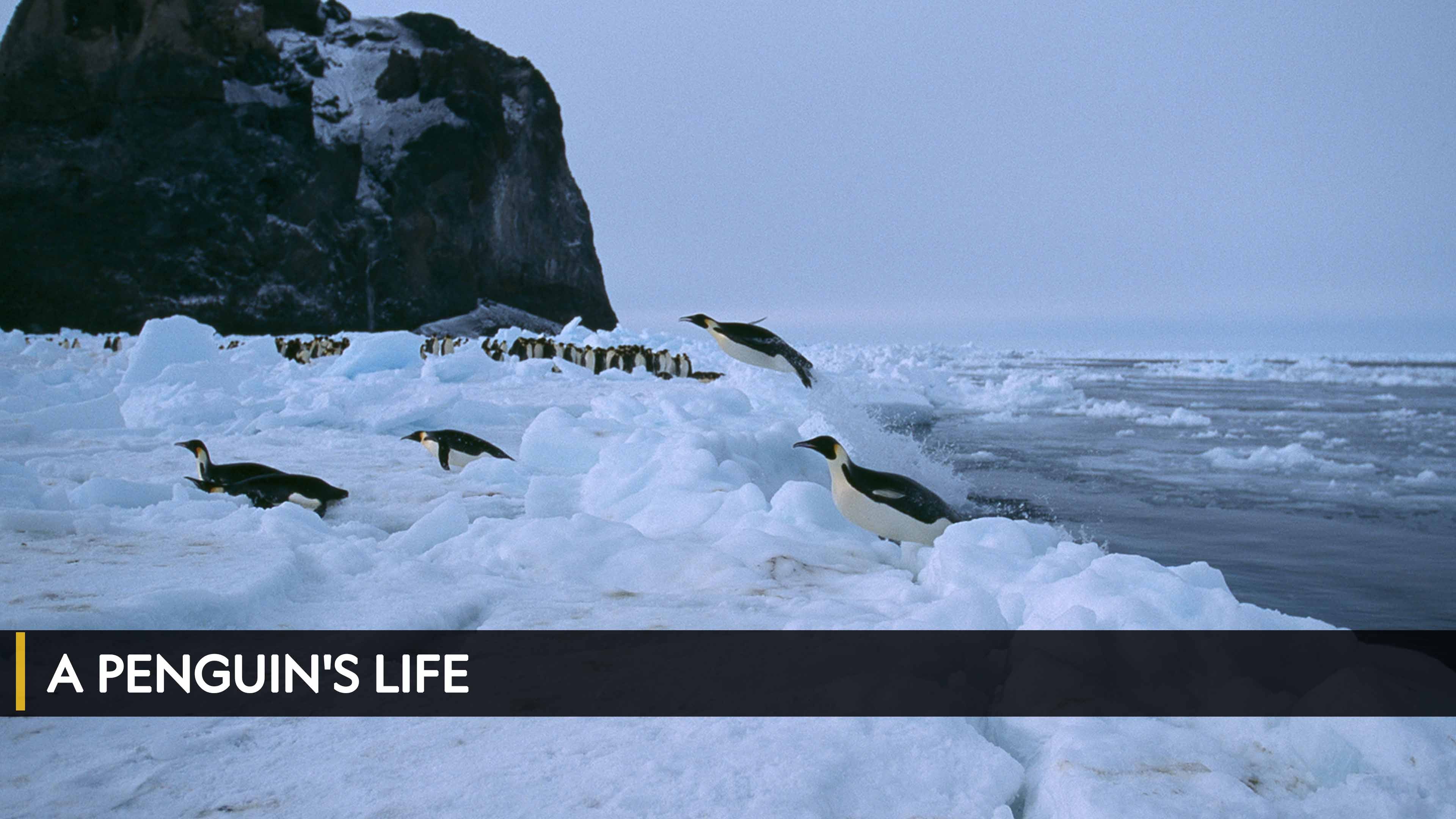 Watch A Penguin's Life on TV | OSN Home Egypt