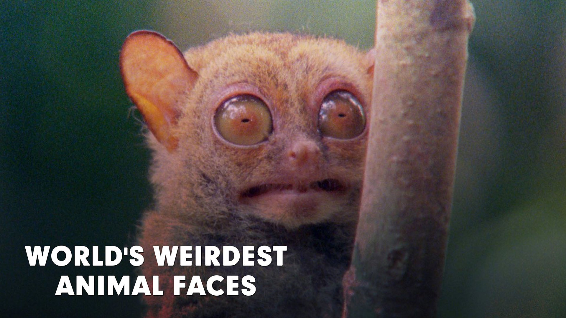 Watch World's Weirdest Animal Faces Compilation on TV | OSN Home Bahrain Watch World's Weirdest Animal Faces Compilation on TV | OSN Home Bahrain