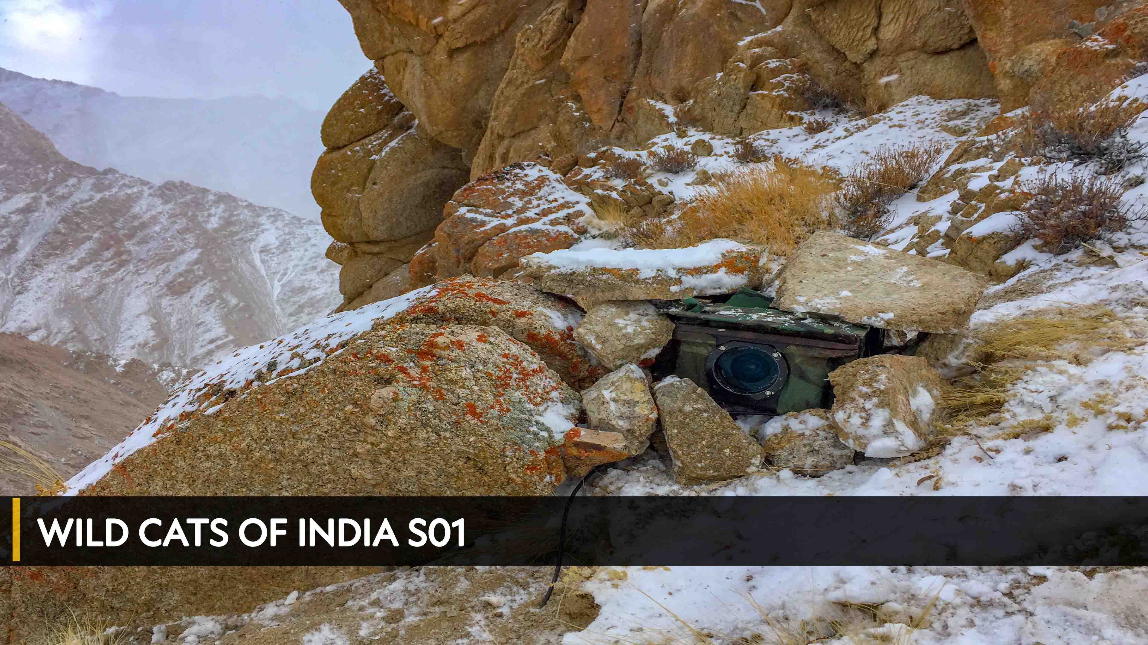 Watch Wild Cats of India | OSNtv Algeria