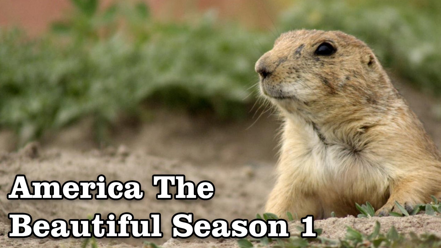 مشاهدة America the Beautiful من بيتك | OSN Home اليمن