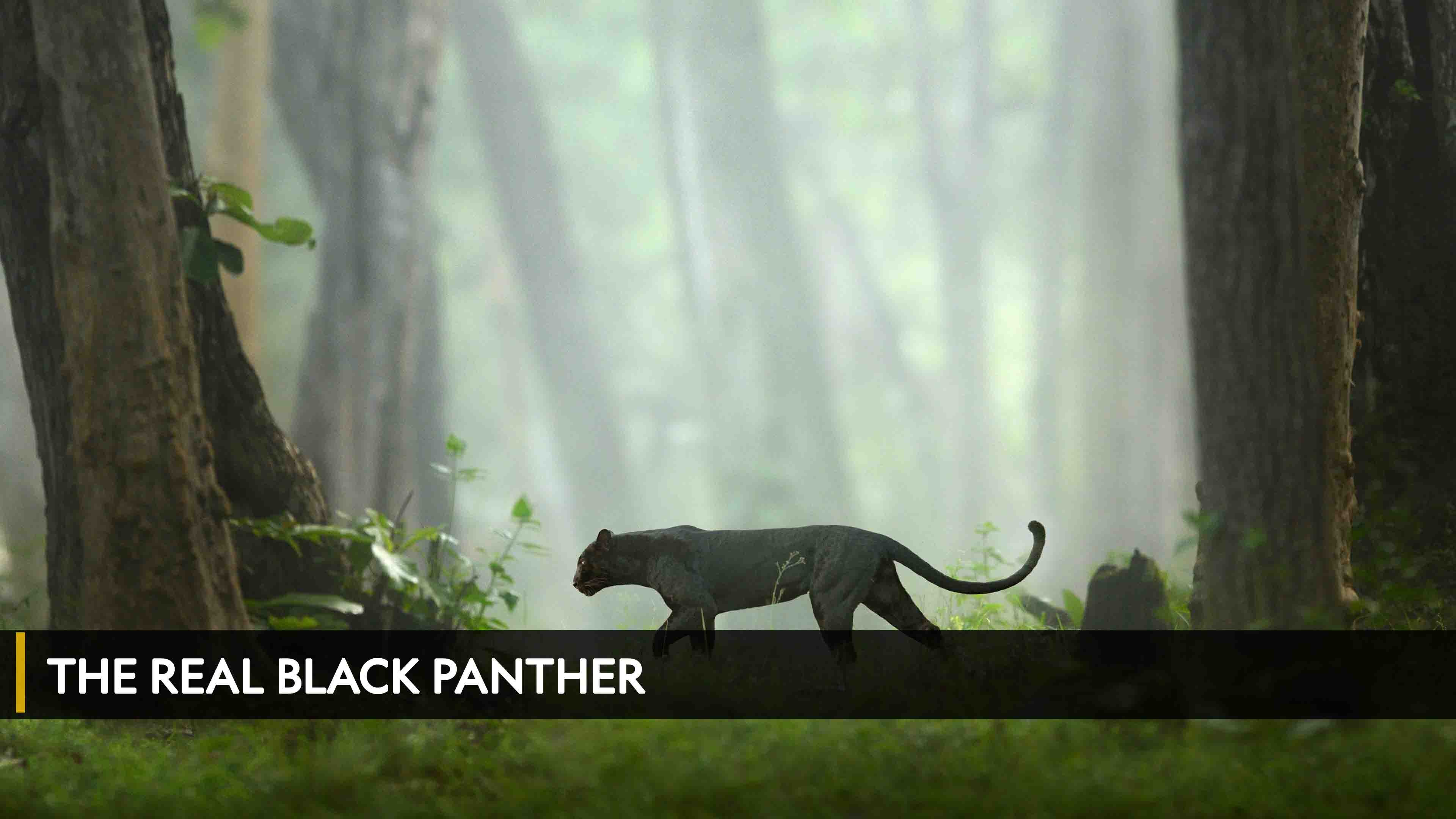 Watch The Real Black Panther on TV | OSN Home UAE
