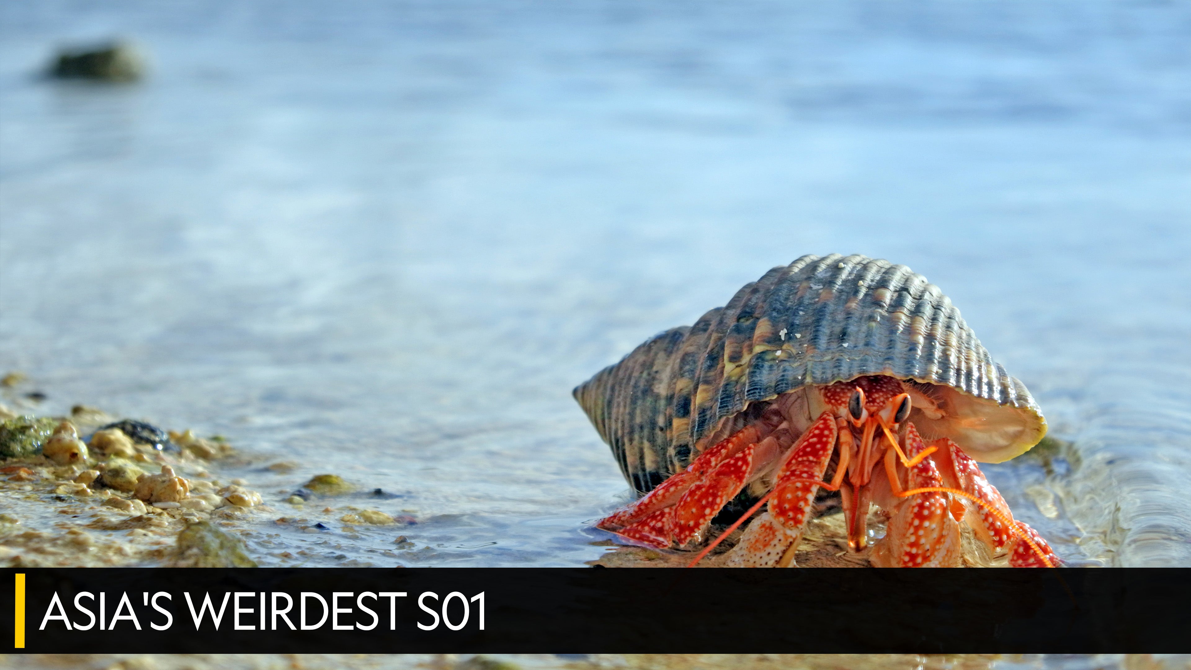 Watch Mutant Uprising | OSNtv UAE