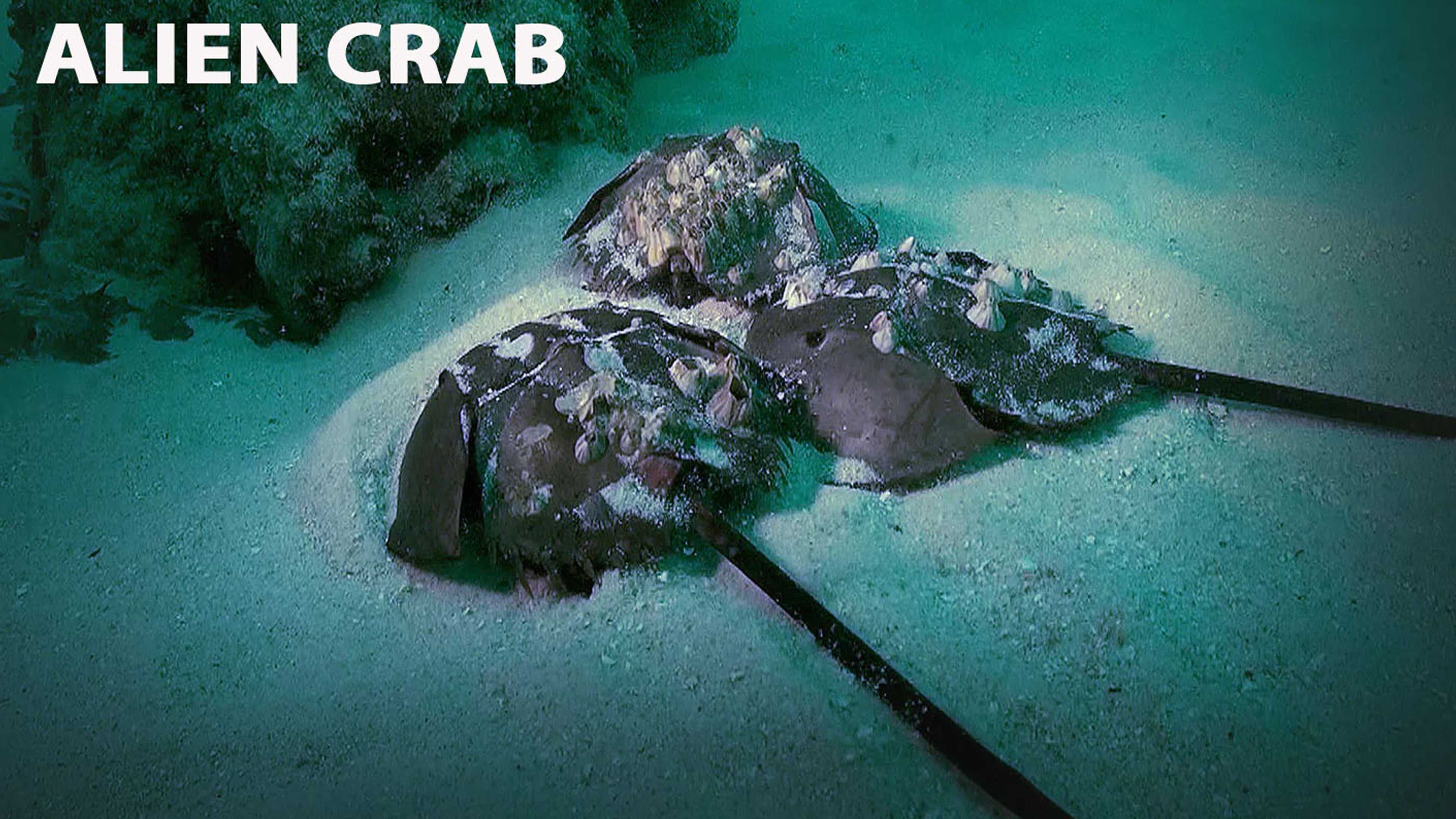 Watch Alien Crab on TV | OSN Home Saudi Arabia