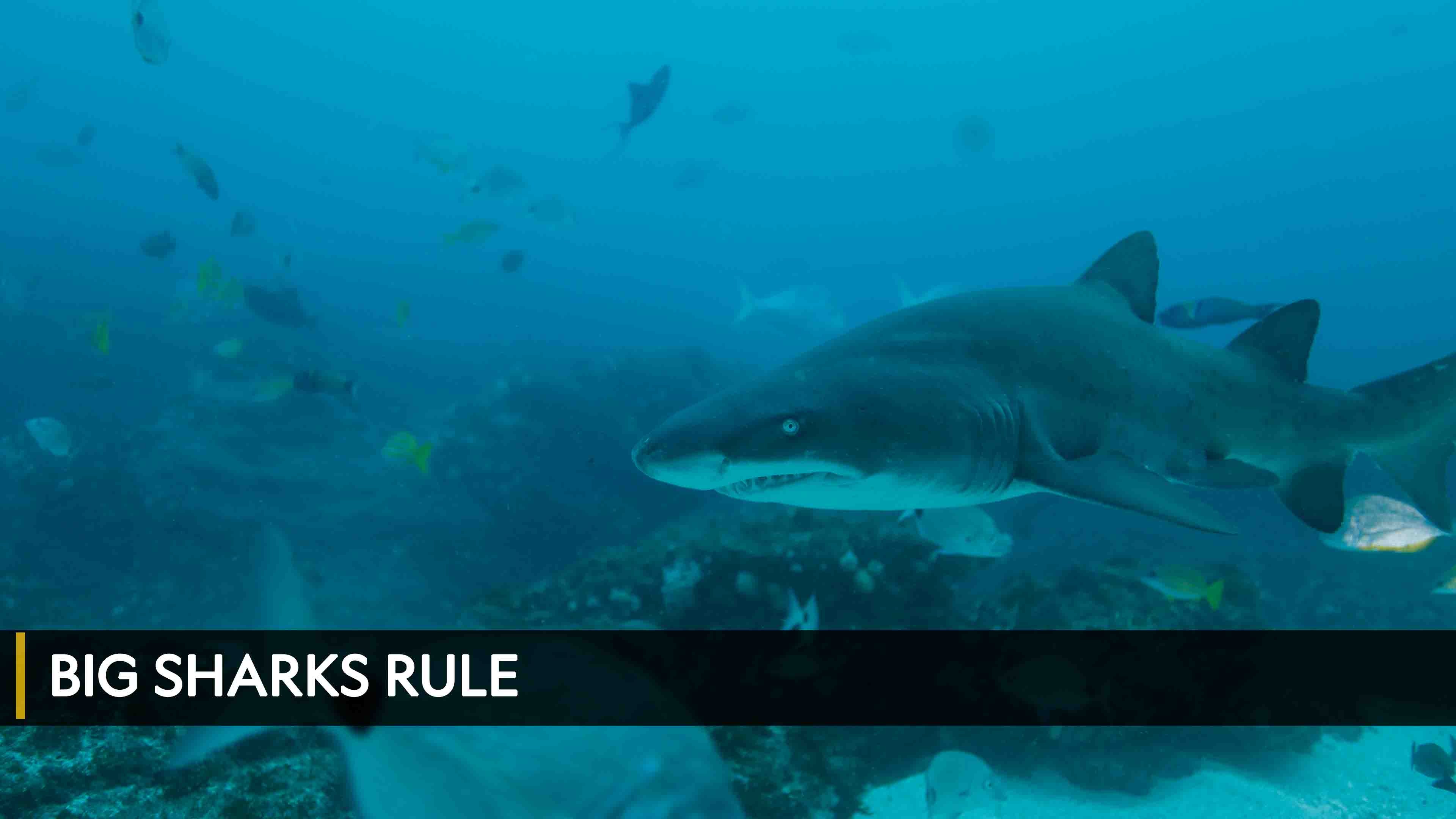 Watch Big Sharks Rule | OSNtv Mauritania