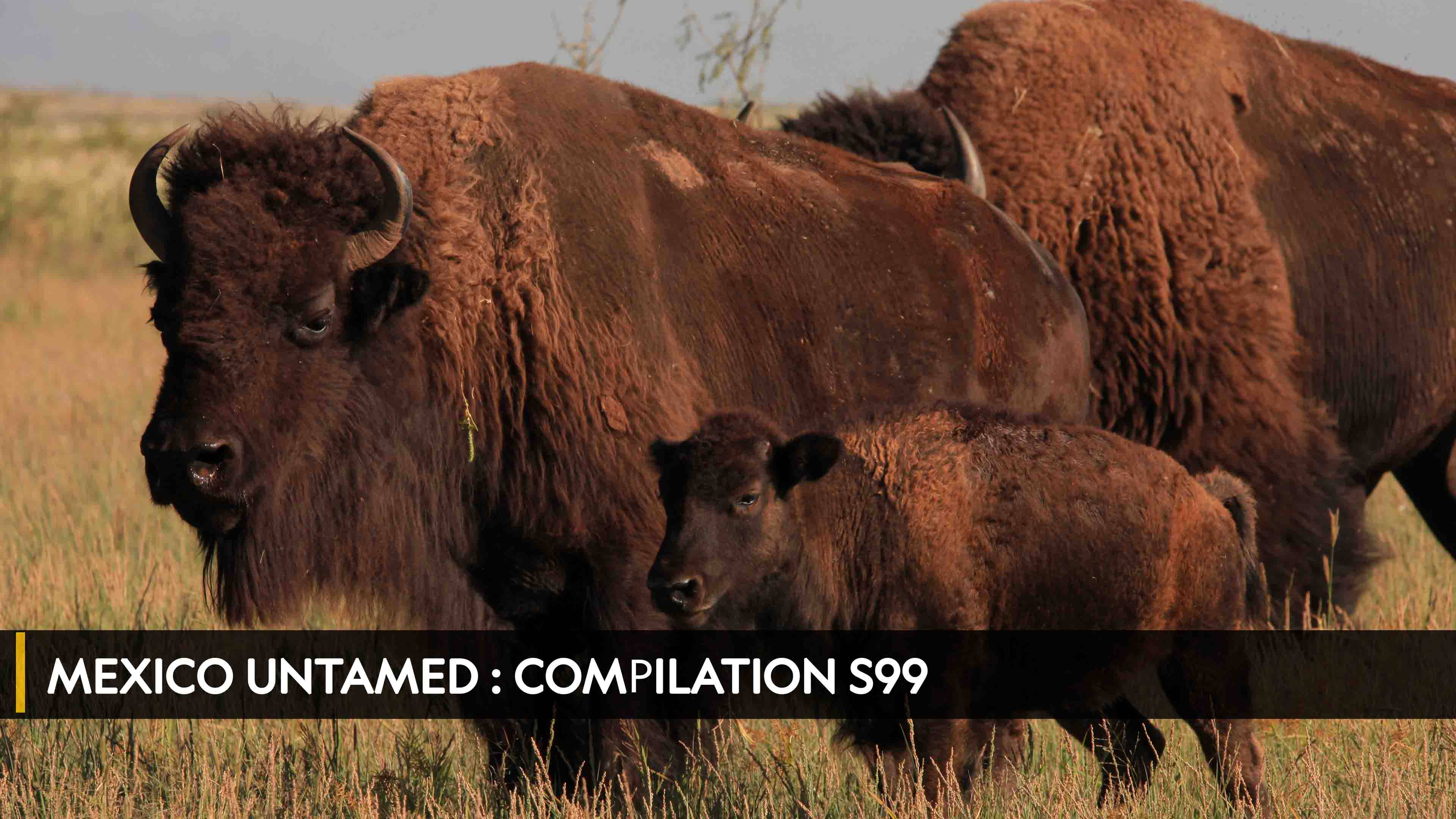 Watch Mexico Untamed : Compilation Season on TV | OSN Home Iraq