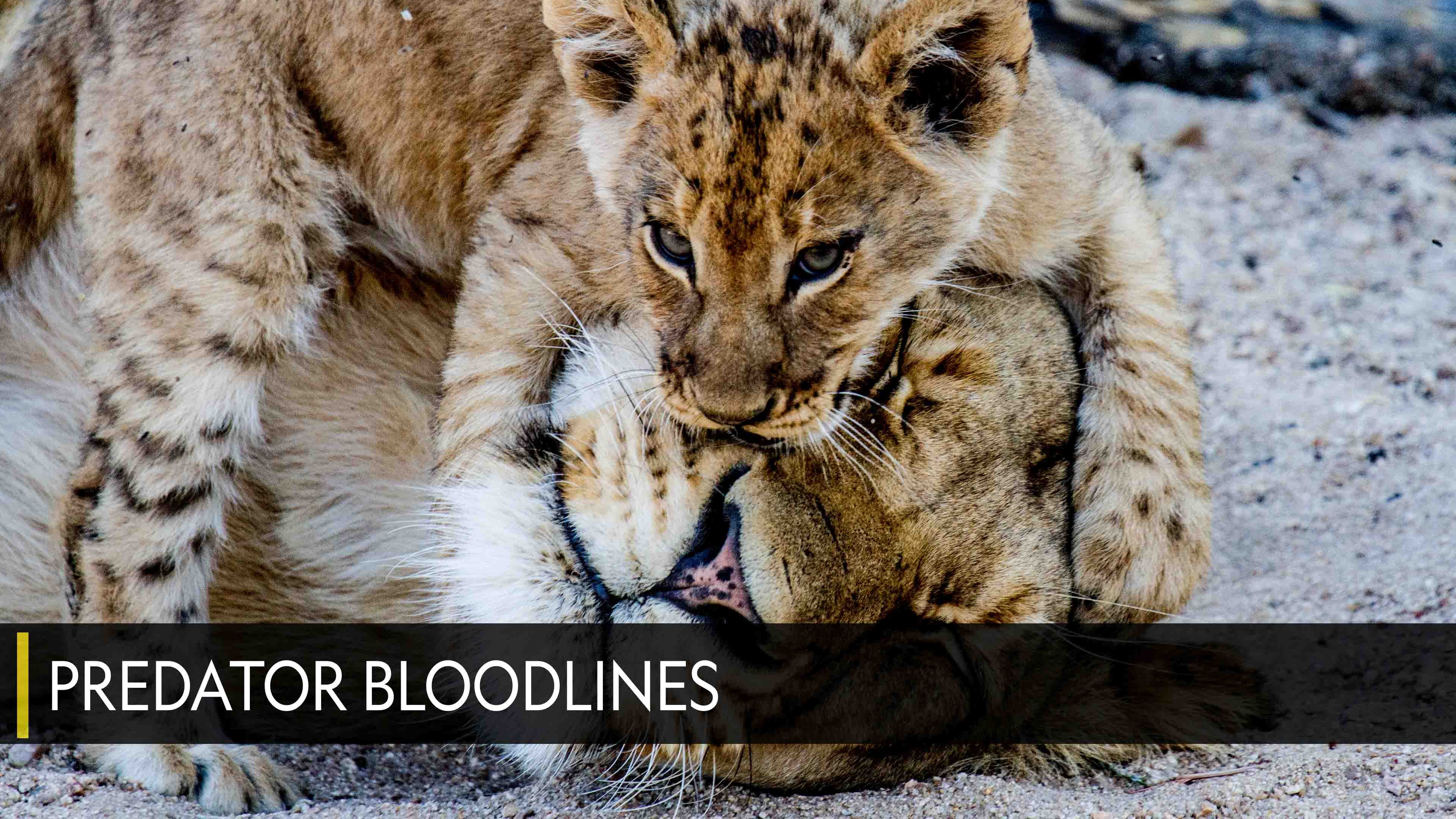 Watch A Lion Legacy on TV | OSN Home Chad