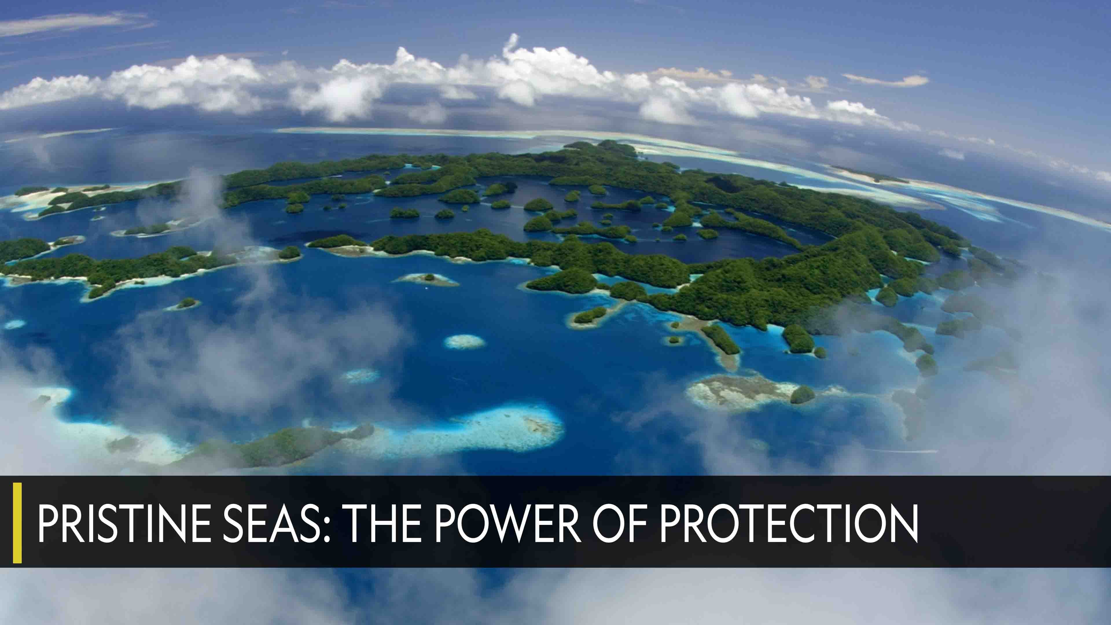 Watch Pristine Seas: The Power Of Protection on TV | OSN Home Chad
