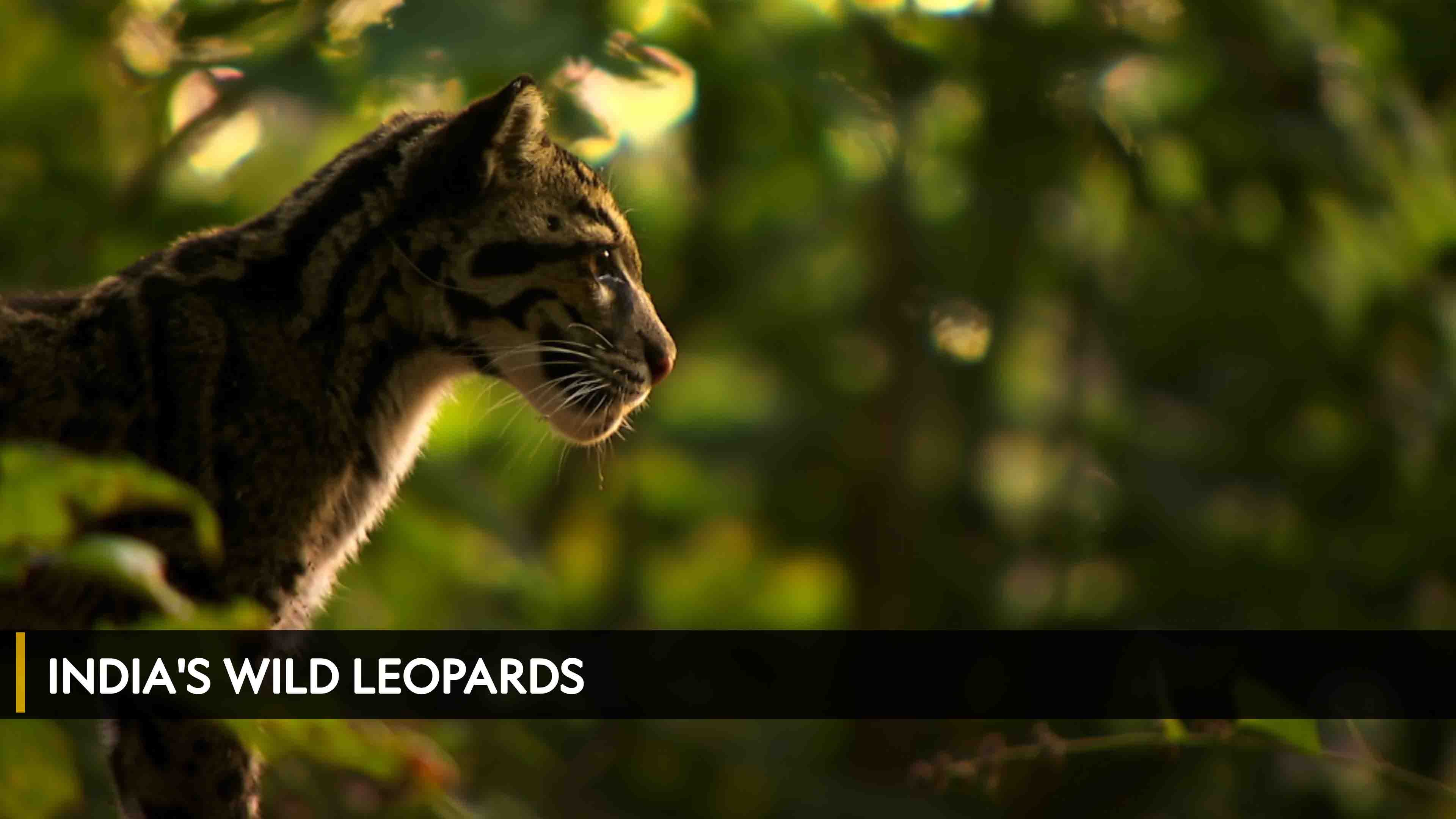 Watch India's Wild Leopards on TV | OSN Home Saudi Arabia