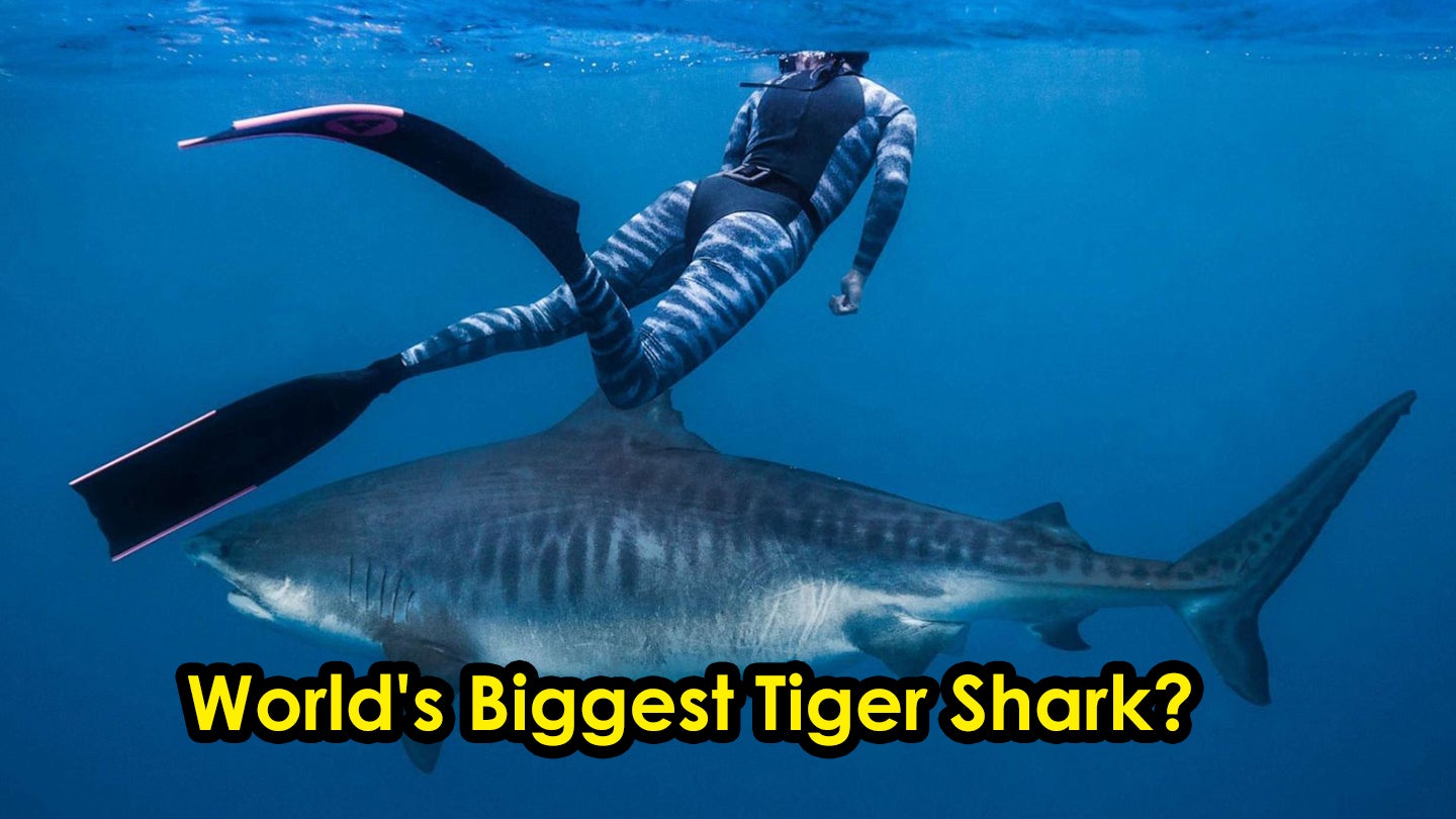 Watch World's Biggest Tiger Shark? on TV | OSN Home Kuwait