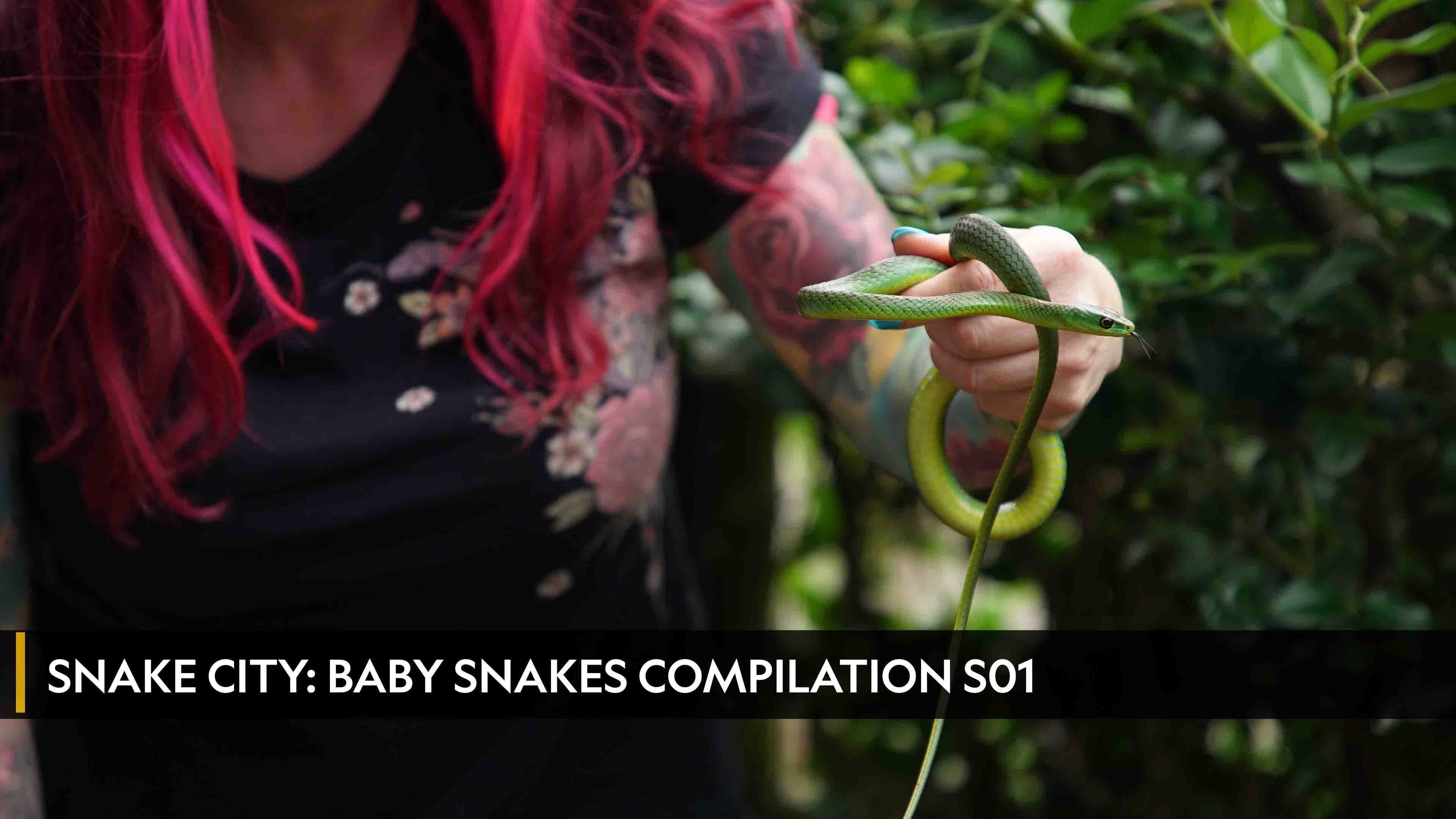 مشاهدة Snake City: Baby Snakes Compilation | OSNtv مصـر