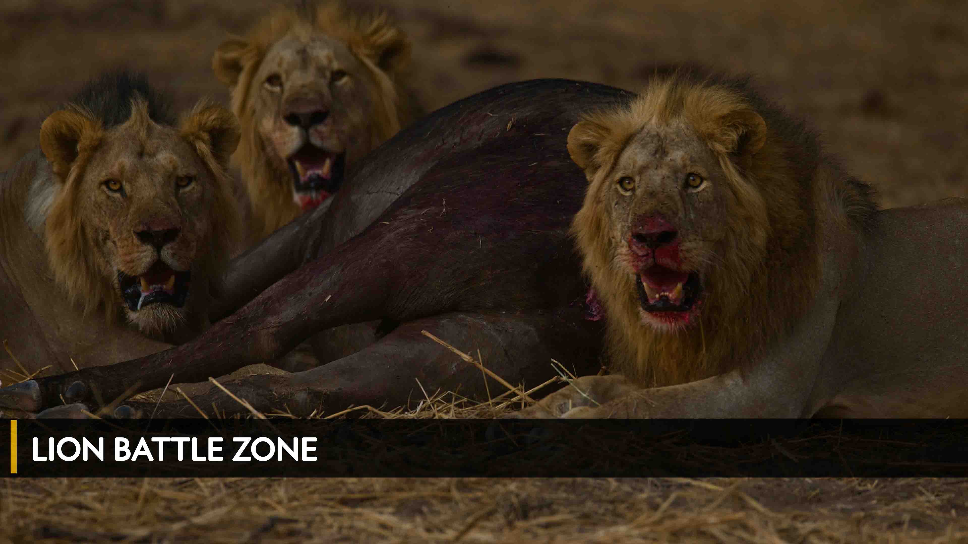 Watch Lion Battle Zone | OSNtv Qatar