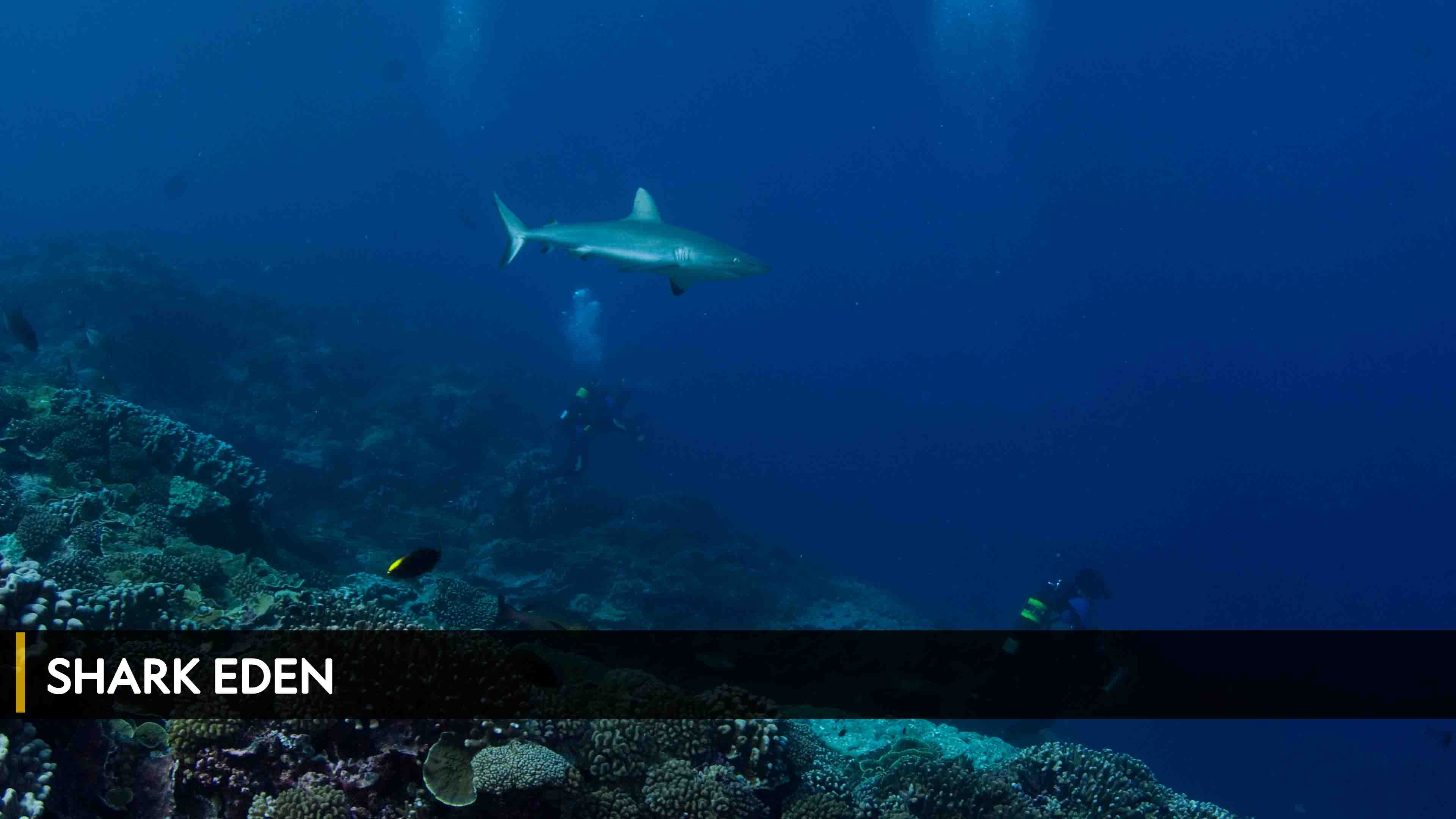 Watch Shark Eden on TV | OSN Home Iraq