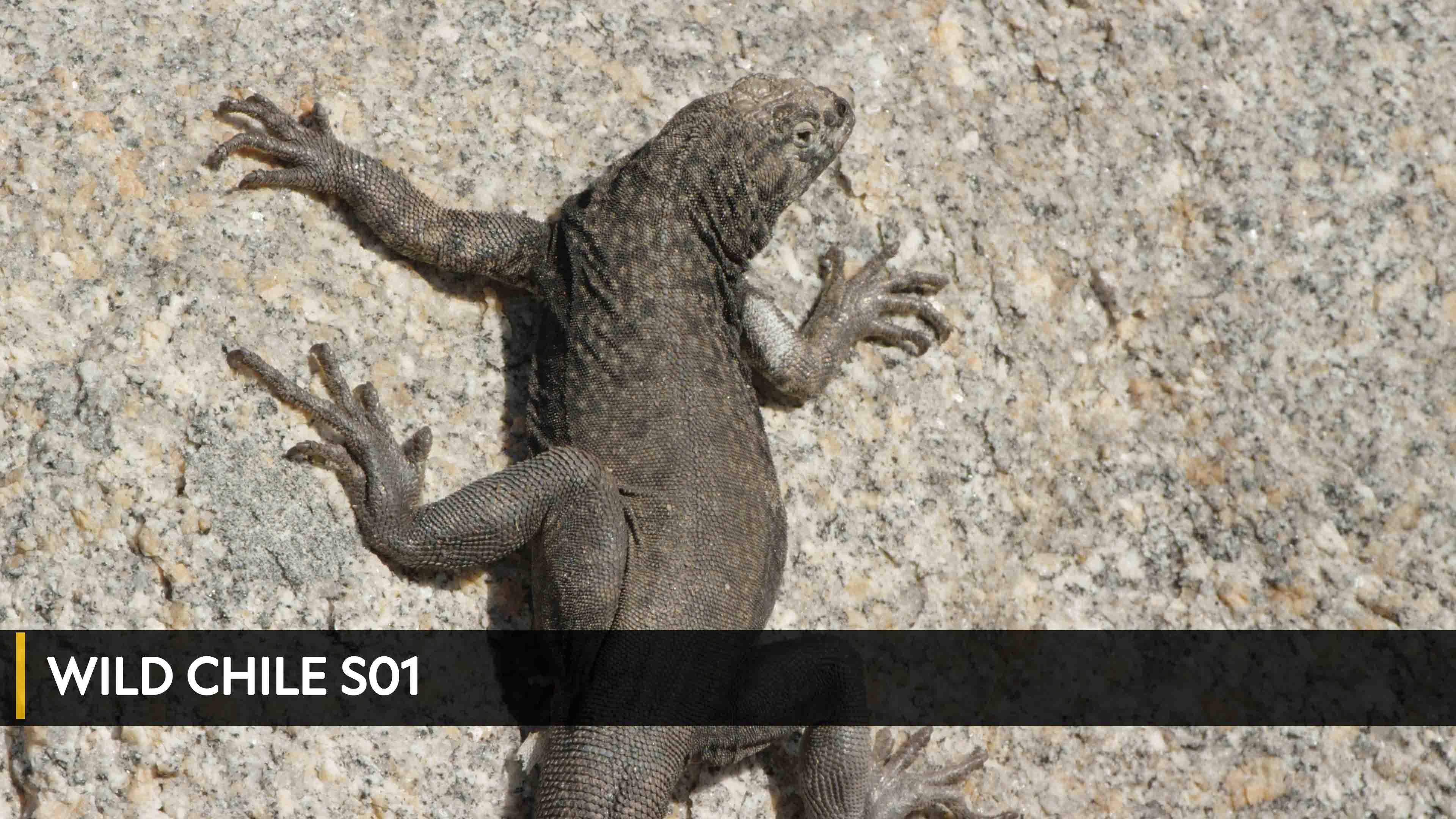 Watch Wild Chile on TV | OSN Home Chad