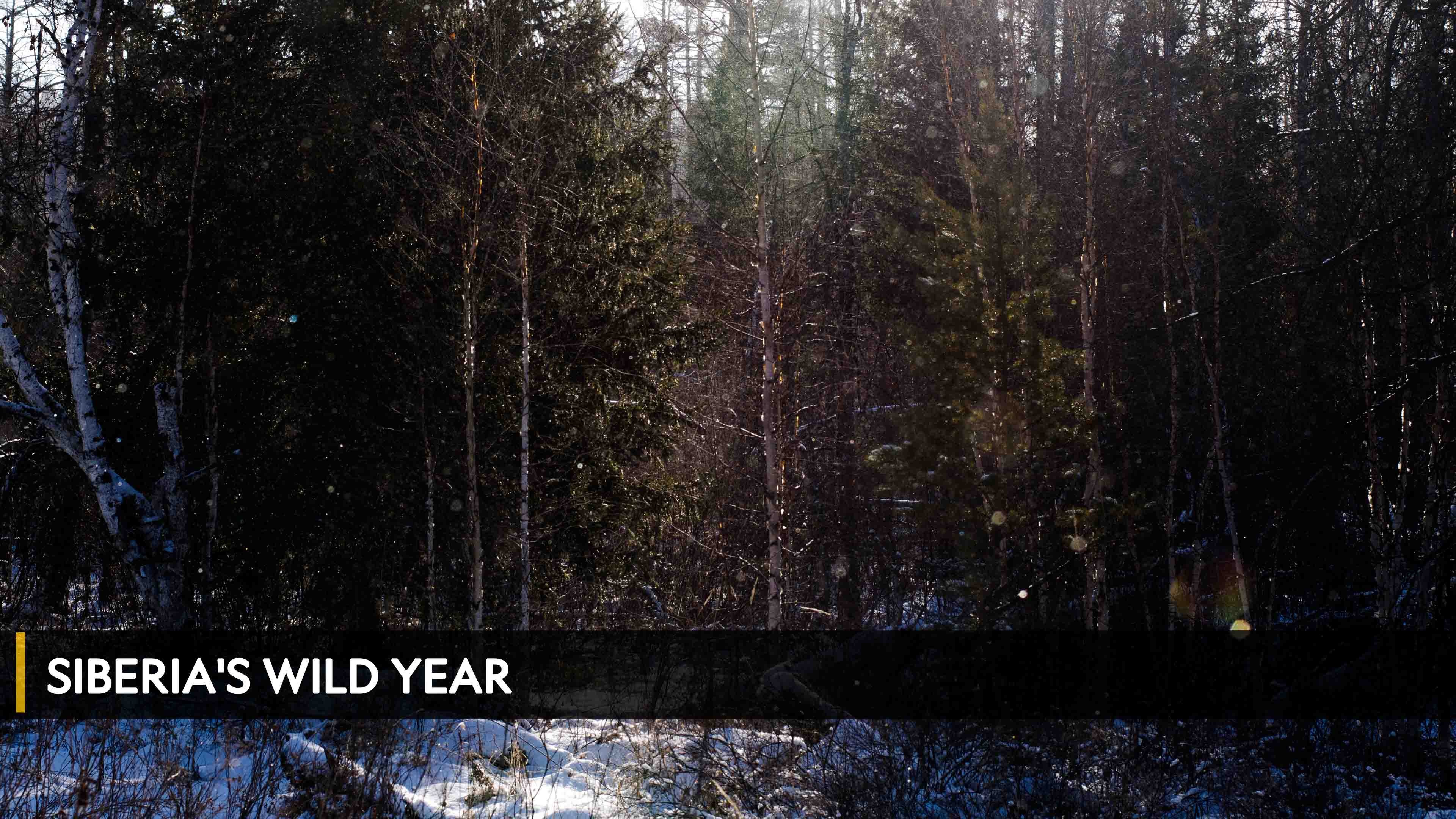 Watch Siberia's Wild Year | OSNtv Saudi Arabia